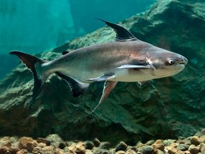 70+ Fishes That Start With P