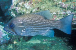 70+ Fishes That Start With P