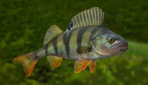 70+ Fishes That Start With P
