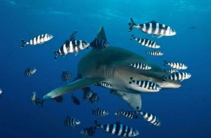 70+ Fishes That Start With P