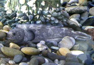 70+ Fishes That Start With P