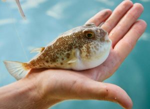 70+ Fishes That Start With P