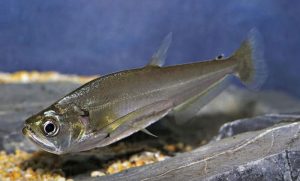 170+ Fishes That Start With S