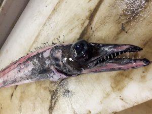 170+ Fishes That Start With S