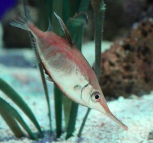 170+ Fishes That Start With S