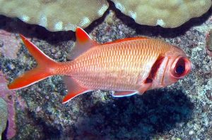 170+ Fishes That Start With S