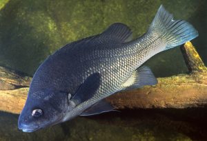 60+ Fishes That Start With T