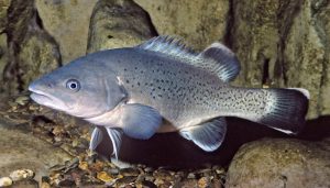 60+ Fishes That Start With T