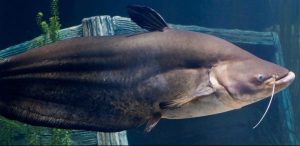 30+ Fishes That Start With W