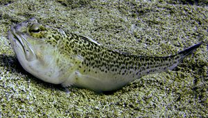 30+ Fishes That Start With W