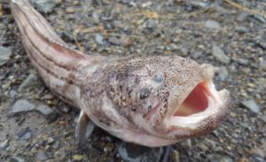 30+ Fishes That Start With W