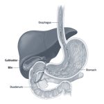 24+ Human Body Parts That Start With B