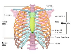 52+ Human Body Parts That Start With C