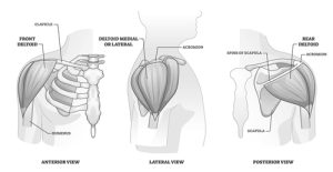 16+ Human Body Parts That Start With D