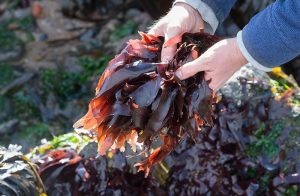 20+ Vegetables That Start With D