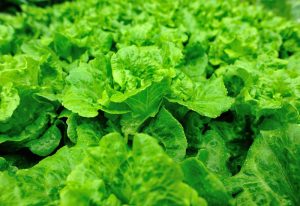 15+ Vegetables That Start With F