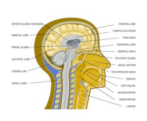 27+ Human Body Parts That Start With H