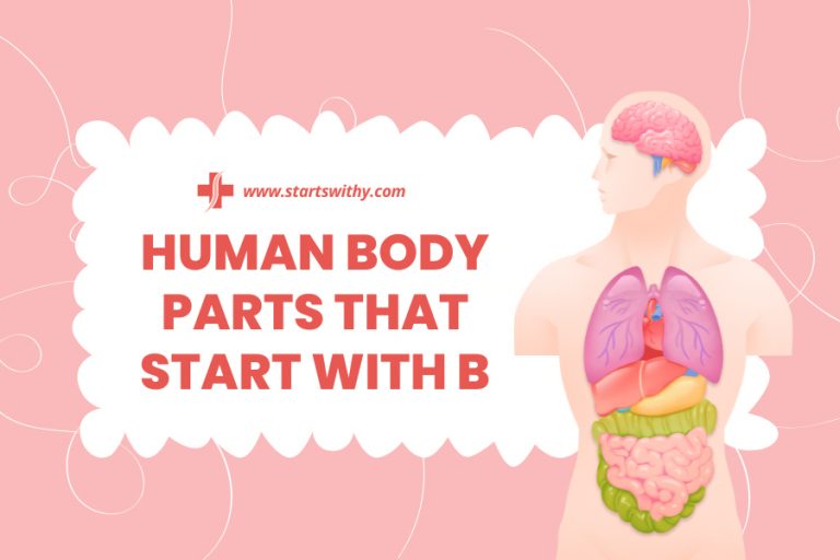 24+ Human Body Parts That Start With B