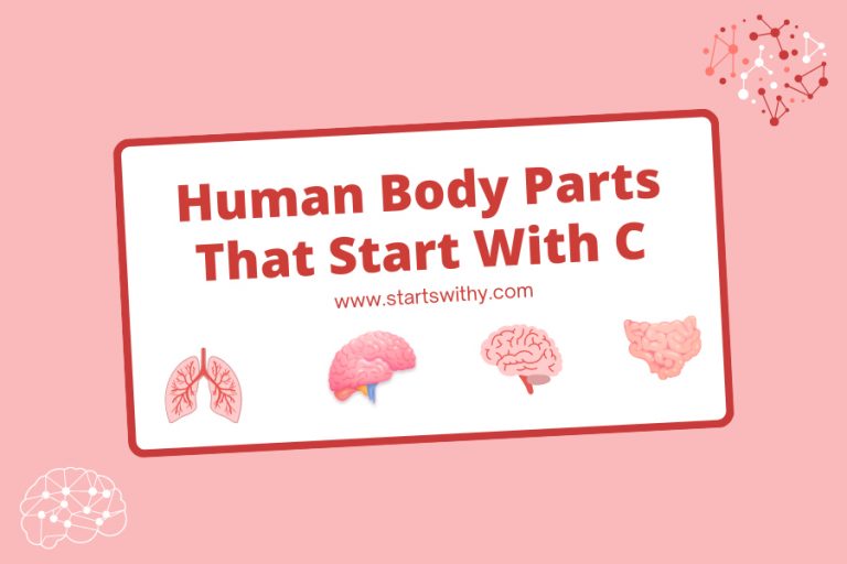 52+ Human Body Parts That Start With C