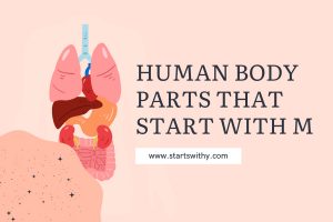 34+ Human Body Parts That Start With M