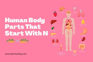15+ Human Body Parts That Start With N