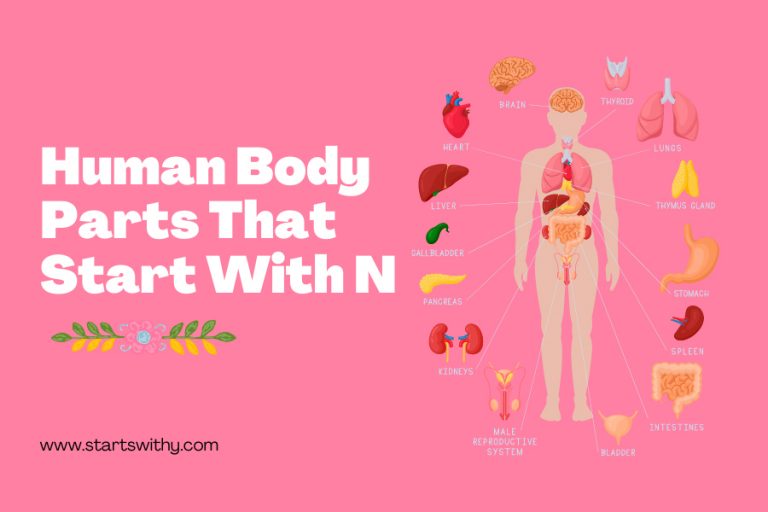 15+ Human Body Parts That Start With N