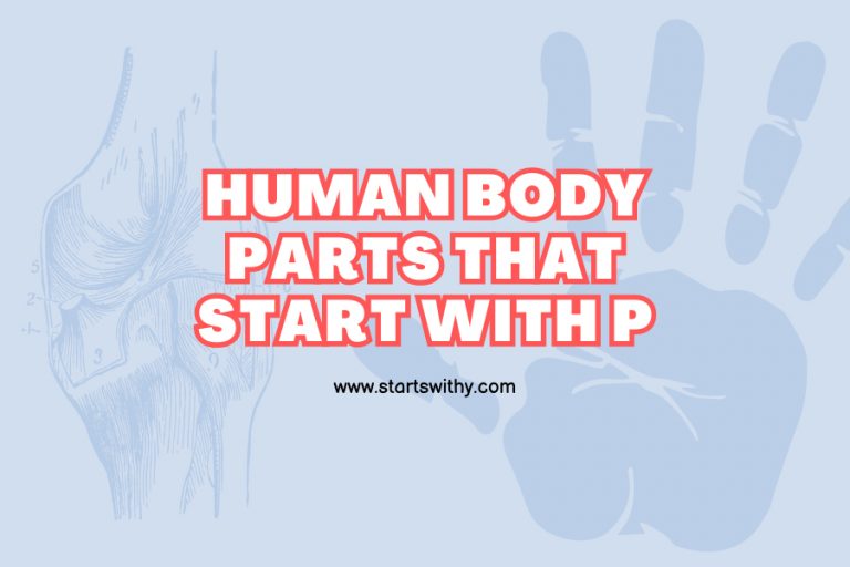 45+ Human Body Parts That Start With P