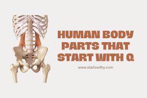 26+ Human Body Parts That Start With Q