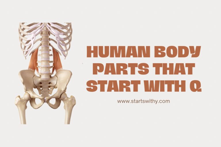 26+ Human Body Parts That Start With Q