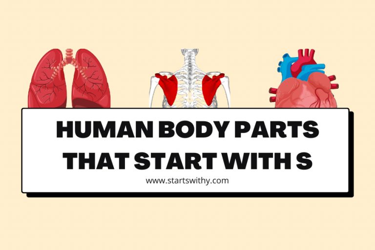 55+ Human Body Parts That Start With S