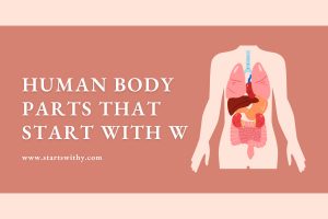 23+ Human Body Parts That Start With E