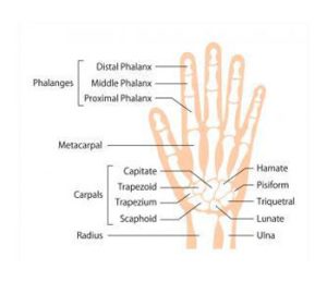 9+ Human Body Parts That Start With K