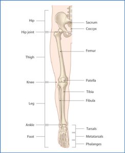 24+ Human Body Parts That Start With L
