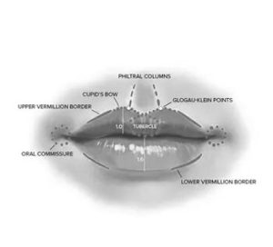 24+ Human Body Parts That Start With L