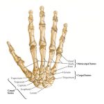 34+ Human Body Parts That Start With M