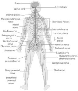 15+ Human Body Parts That Start With N