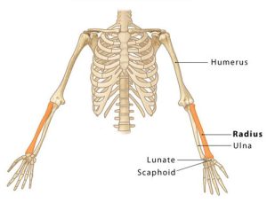 21+ Human Body Parts That Start With R