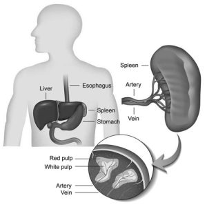 55+ Human Body Parts That Start With S