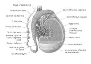 36+ Human Body Parts That Start With T