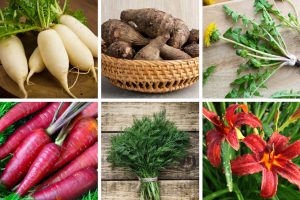 20+ Vegetables That Start With D