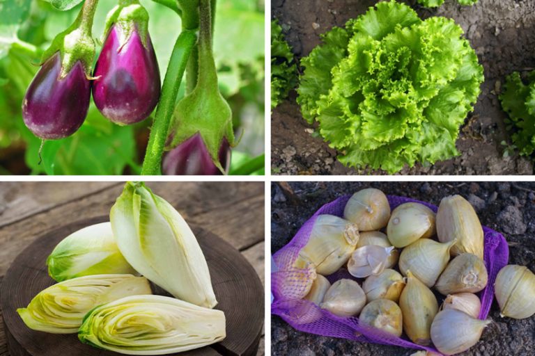 14+ Vegetables That Start With E