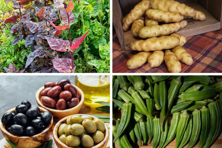 13+ Vegetables That Start With O
