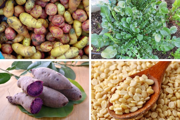 5+ Vegetables That Start With U