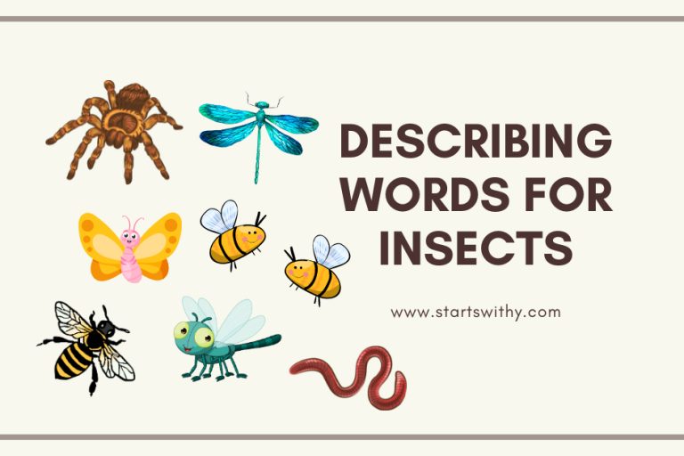 Insect Adjectives: Examples of Describing Words